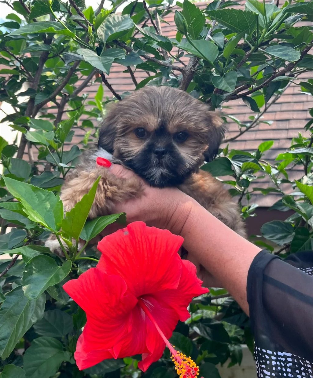 Stéphane Fallu annonce que sa famille s'agrandit - Monde de Stars