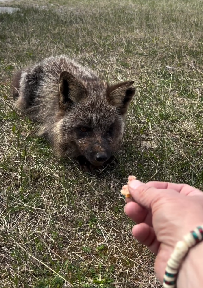 Le comédien Patrice Godin s'est lancé dans une nouvelle carrière ...