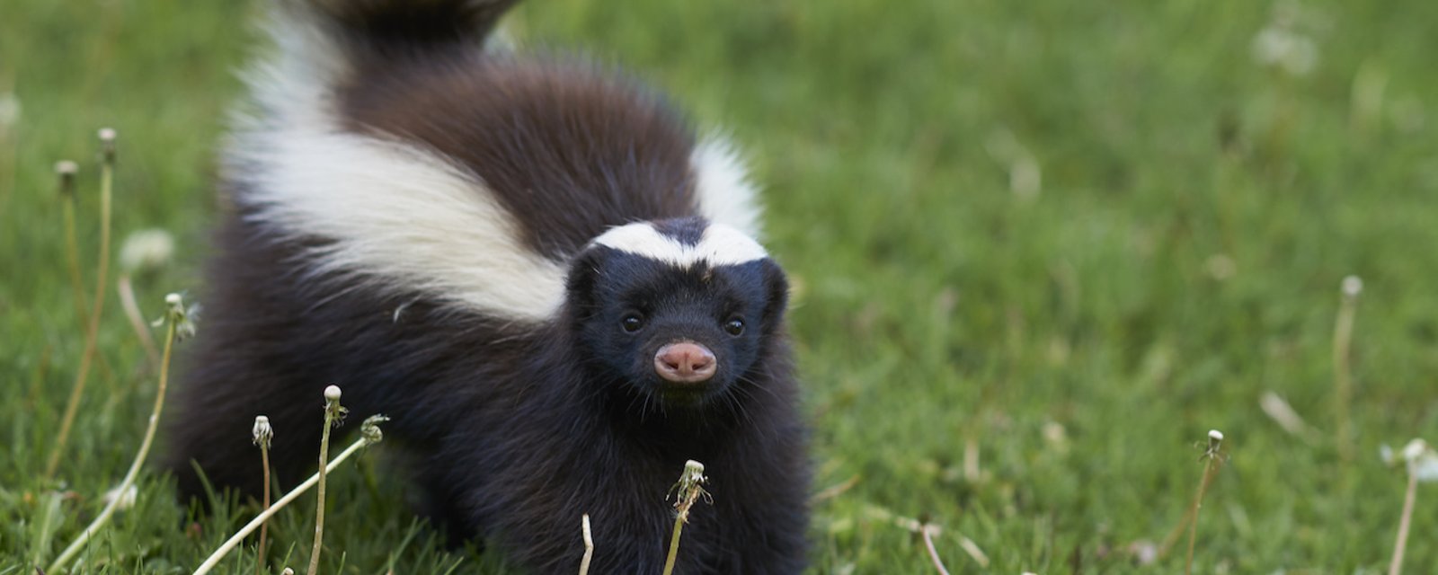 14 astuces pour vous éloigner les moufettes de votre terrain - Trucs et ...