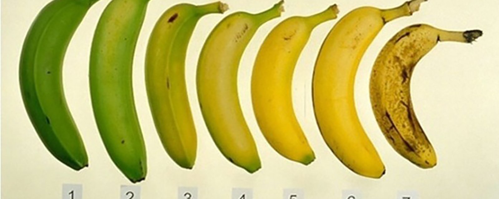 Laquelle de ces bananes est la MEILLEURE pour vous ... mûre ou non ...