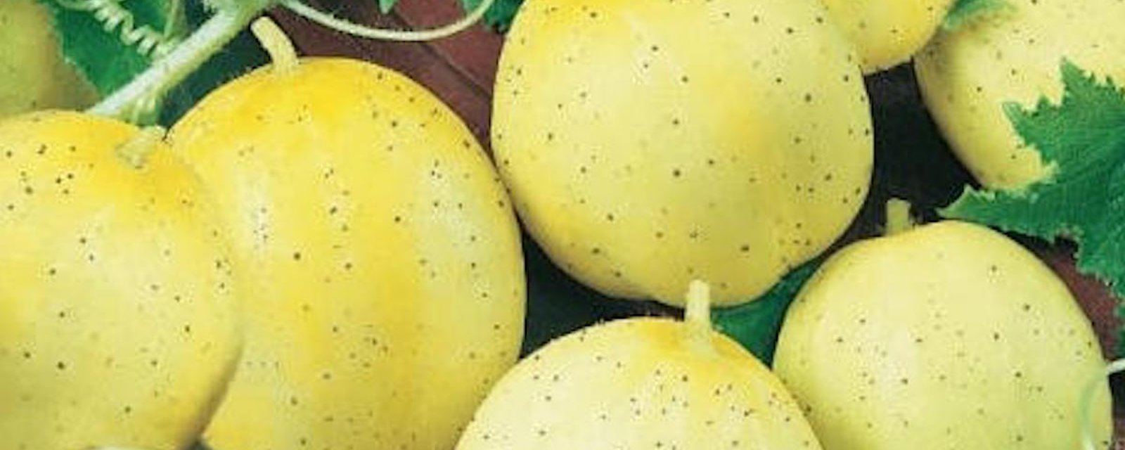 Découvrez le concombre citron - Trucs et Bricolages