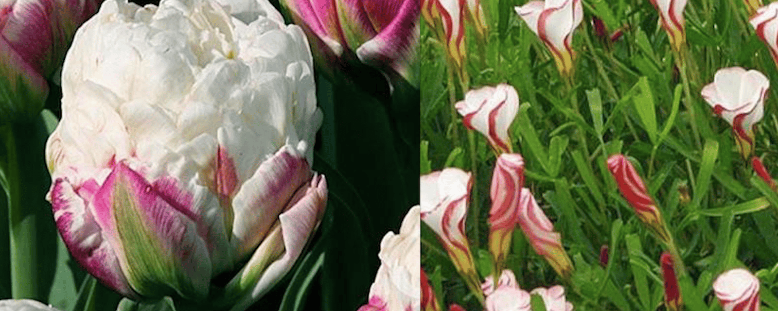 10 fleurs à planter pour obtenir un décor de bonbons! - Trucs et Bricolages