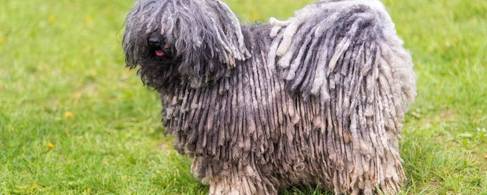 10 races de chiens “bizarres” - Pas Bêtes Du Tout