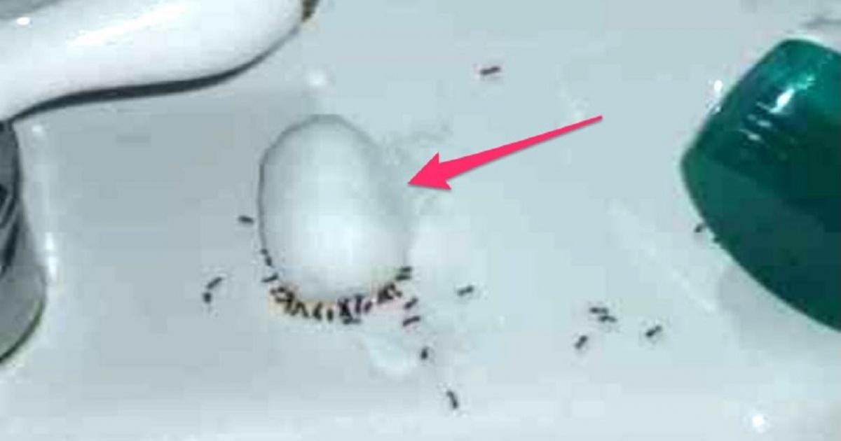 Le secret pour se débarrasser des fourmis durant la nuit! - Trucs et ...