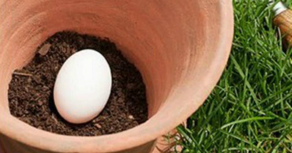 Pourquoi Devriez Vous Planter Un 艙uf Cru Dans Vos Pots De Fleurs Parce
