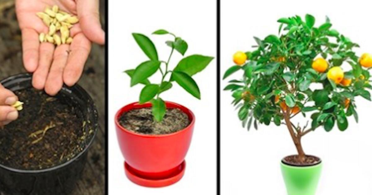 8 arbres fruitiers que vous pouvez cultiver à partir des graines et des ...