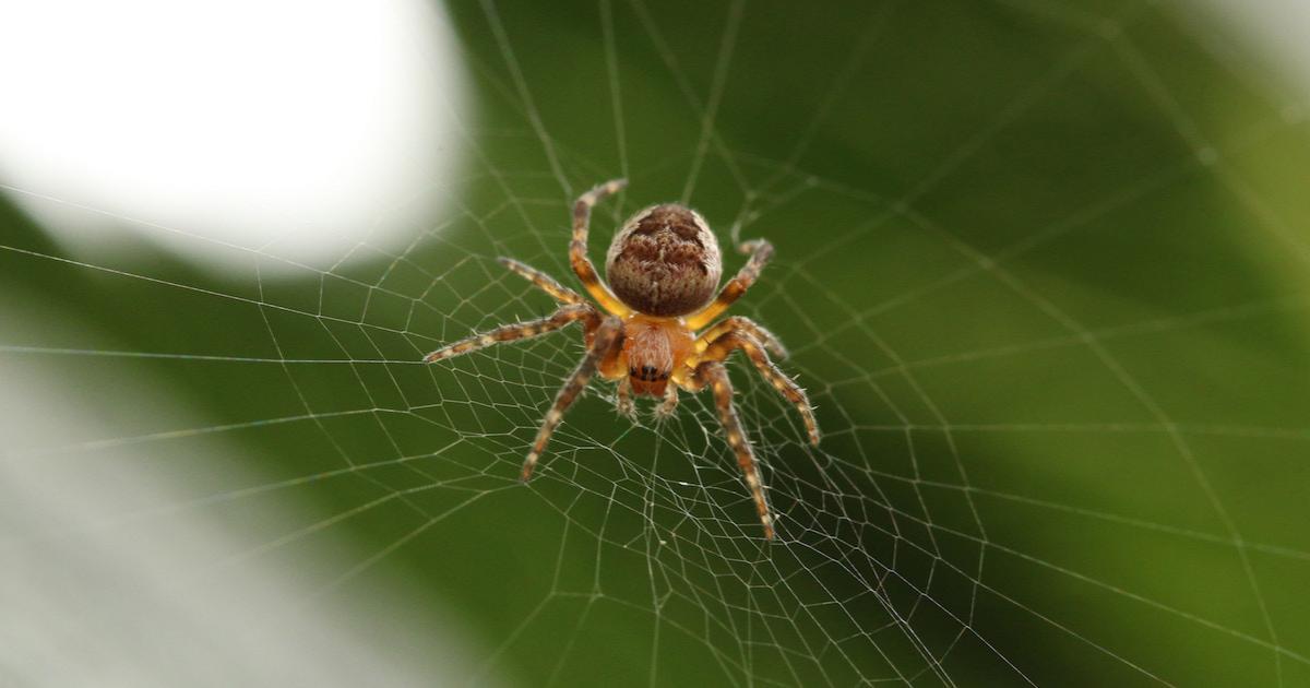 11 manières naturelles débarrasser votre maison des araignées pour de ...