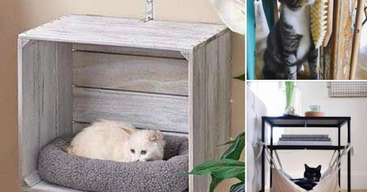 20 choses trop chouettes que vous pouvez fabriquer pour votre chat ...