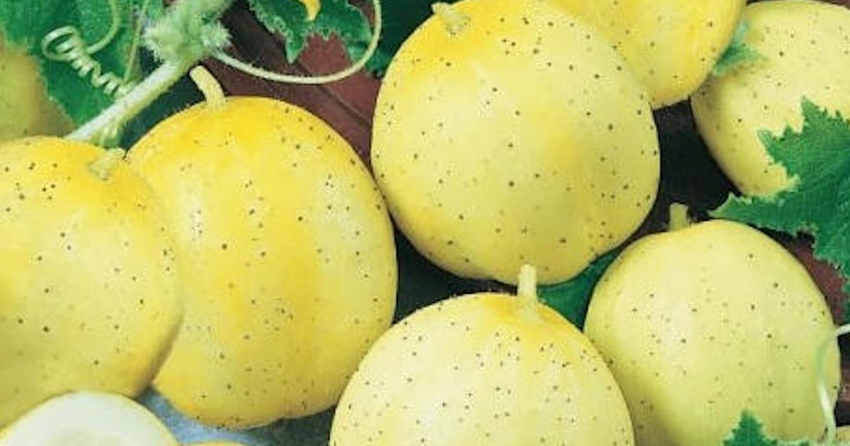 Découvrez le concombre citron - Trucs et Bricolages