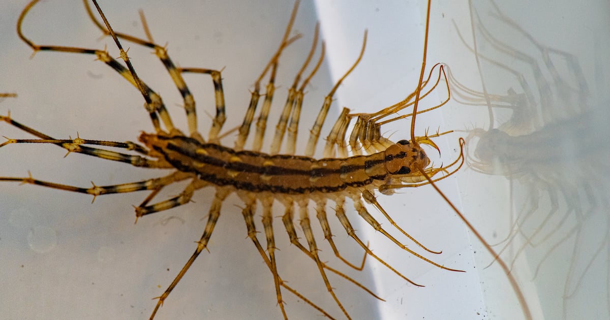 15 choses à savoir (ou pas!) sur cette affreuse bestiole qui vit peut ...