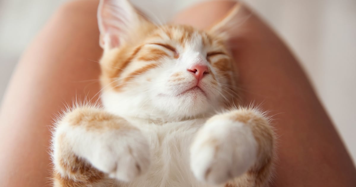 Pourquoi votre chat aime-t-il tellement dormir sur vos genoux? - Pas ...
