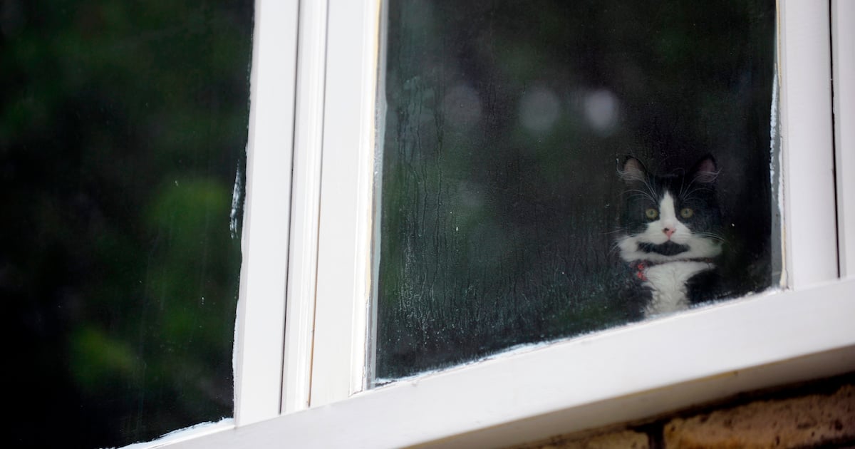 Vacances estivales: combien de temps votre chat peut-il rester seul à ...