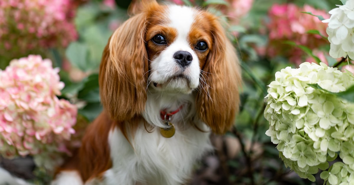 Les 10 races de chiens les plus dociles - Pas Bêtes Du Tout