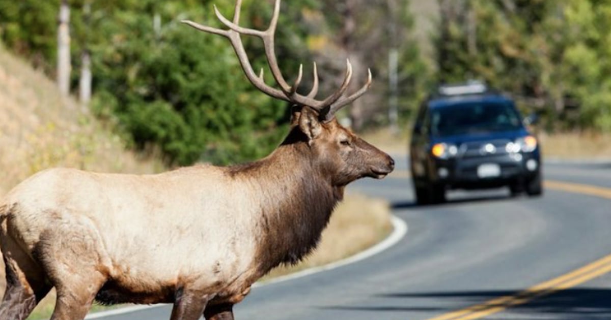 Ce que vous devez savoir en cas de collision avec un animal sur les ...