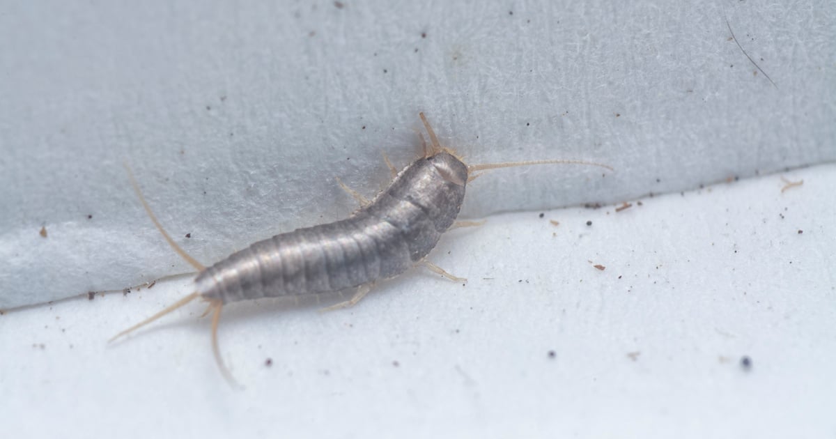 Attention! Si vous voyez cette bestiole dans votre maison, ça pourrait ...